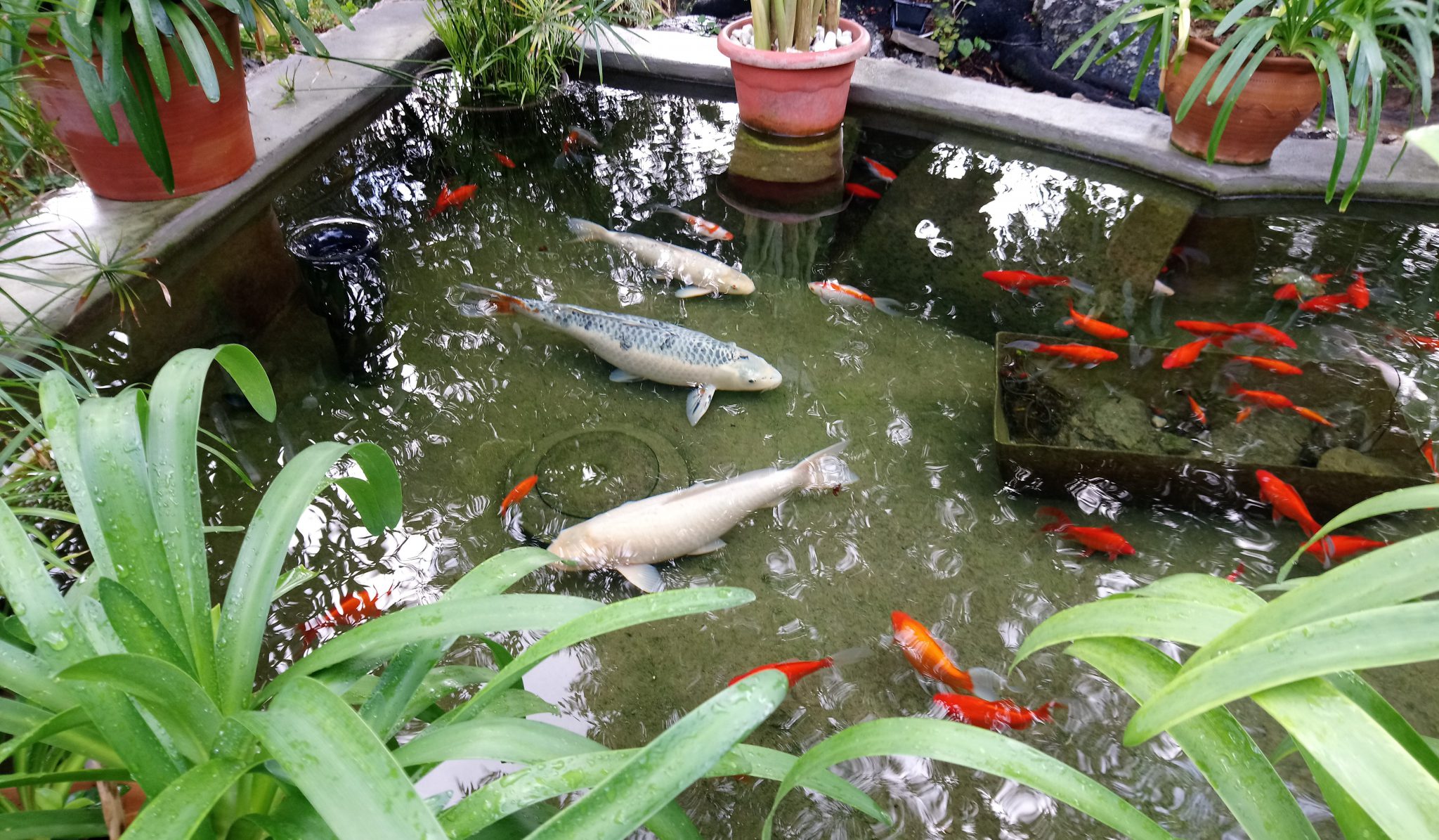 Aquaforte Koi pond projects